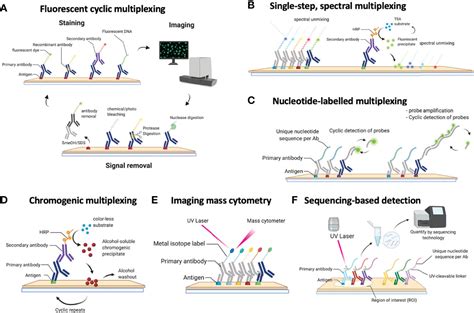Image result for Tissue Microarray Multiplex IHC NCR