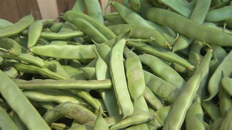 Image result for October Beans