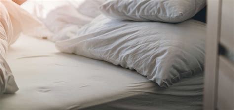 Image result for Bed Bug Identification