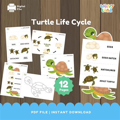 Image result for Turtle Life Cycle Free Printable