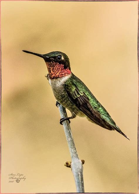 Image result for Ruby-throated Hummingbird