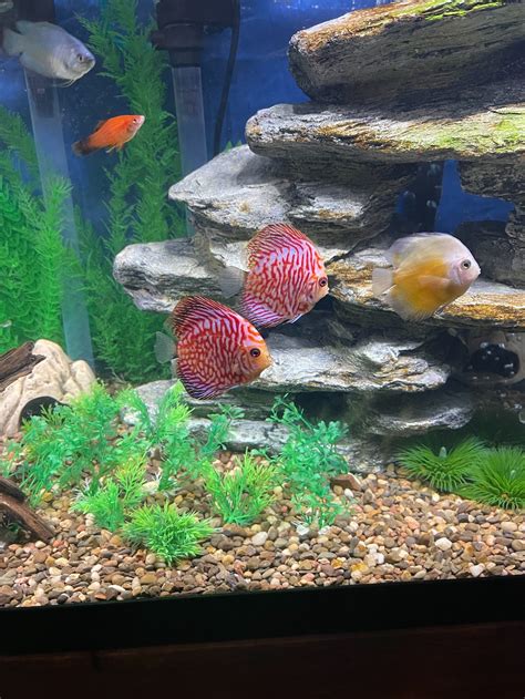 Image result for Red Tiger Discus