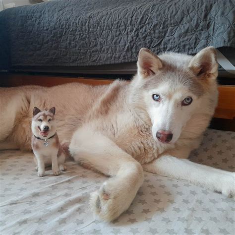 Image result for Felted Dogs