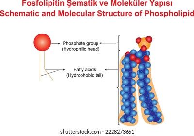 Image result for Phospholipid Structure Expanded Structure