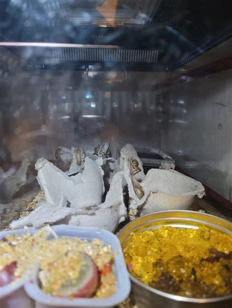 Image result for Breeding Crickets Setup