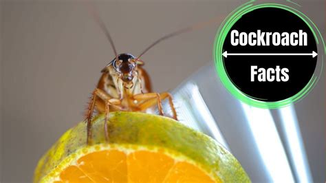 Cockroach vs Waterbug: Key Differences - The Cockroach Facts