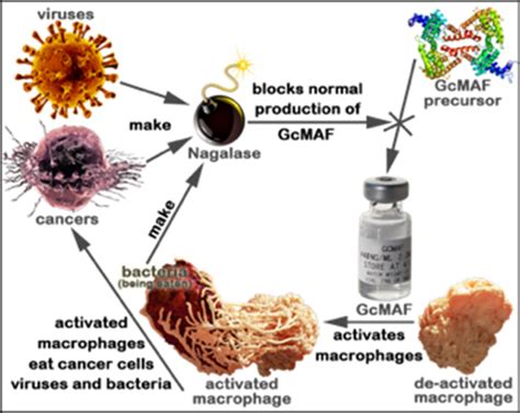 Image result for Making GcMAF