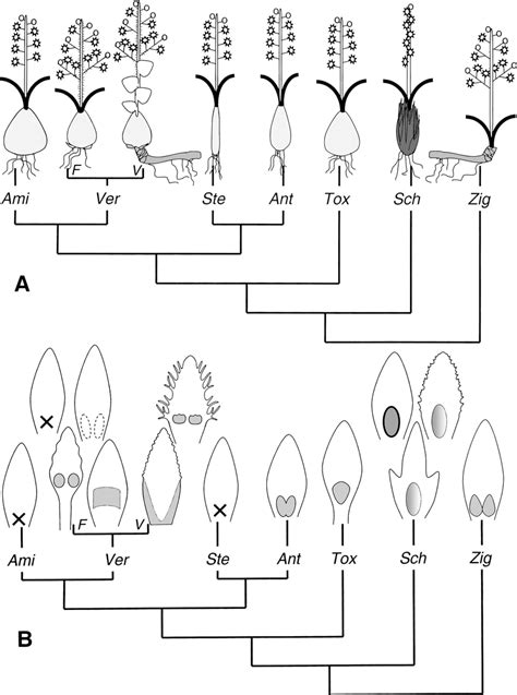 Image result for Morphological Characteristics Examples