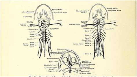 Image result for Nervous System Dissection