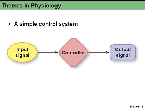 Image result for Control Systems Example Physiology
