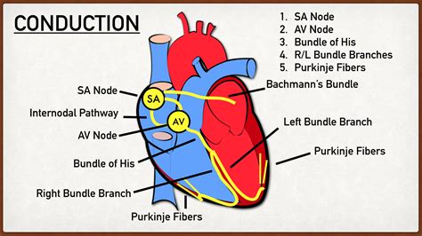 Image result for Cardiac Internodal Pathways