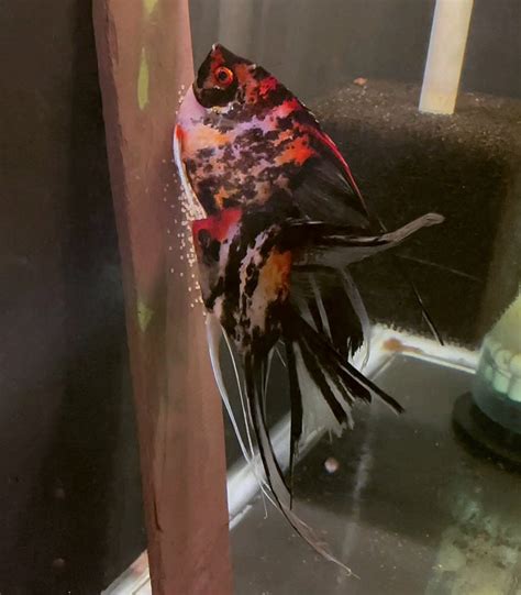 Image result for Angelfish Breeding