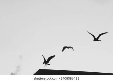 Image result for 3 Birds One Bullet