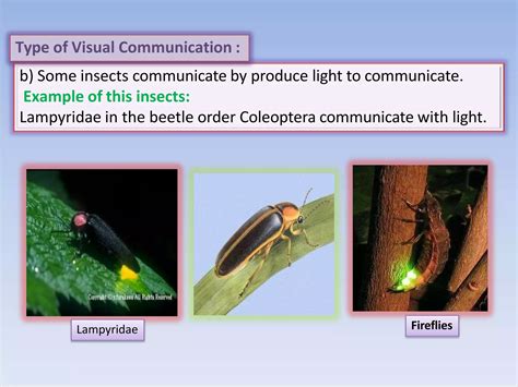 Image result for Cricket Insect Communication