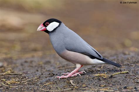 Image result for Java Sparrow Meme