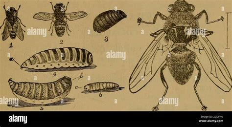 Image result for Bot Fly Larvae in Animals