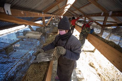 Image result for Fur Tree Farming