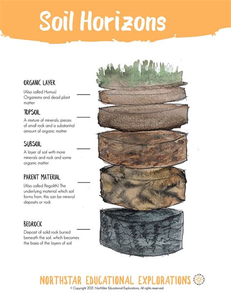 Image result for Humus Soil Layer