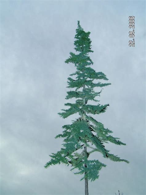 Image result for Modeling Scale Fir Trees