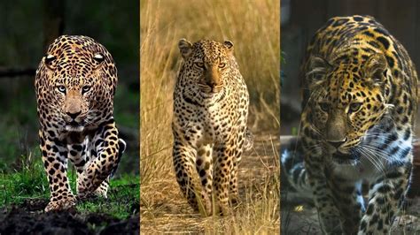 Image result for Snow Leopard vs Normal Leopard