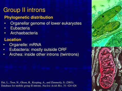 Image result for Intron