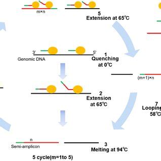 Image result for Multiple displacement amplification DNA Amplification Methods