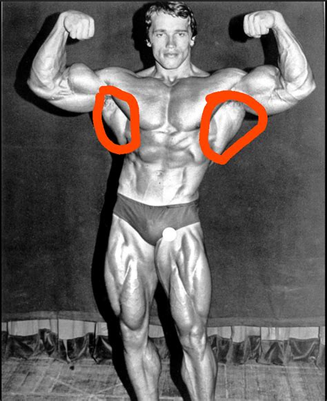 Image result for Button Pop Muscle