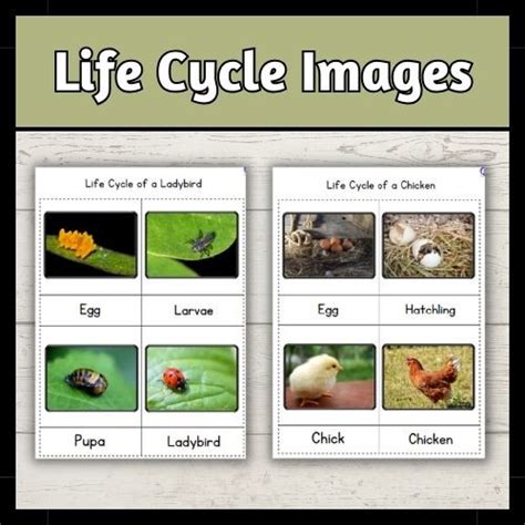 Image result for Example of a Life Cycle