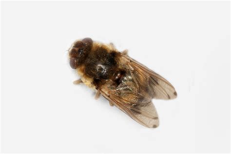 Image result for Mouse Bot Fly