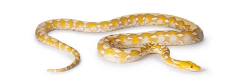 Image result for Dead Reticulated Python