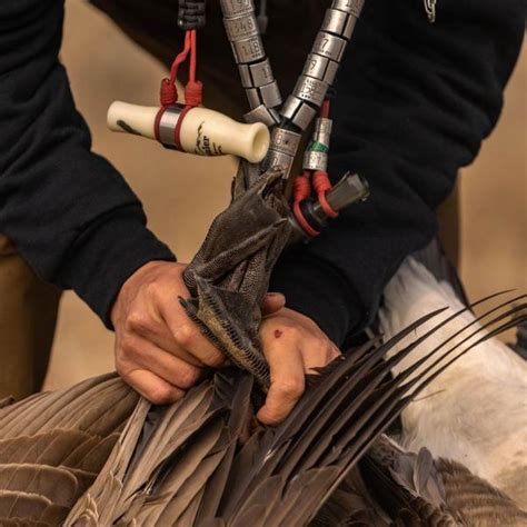 Image result for Goose Hunts