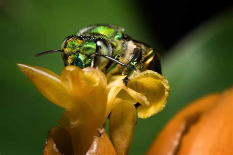 Image result for All Types of Insects