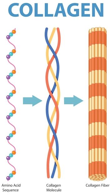 Image result for Collagen Structure