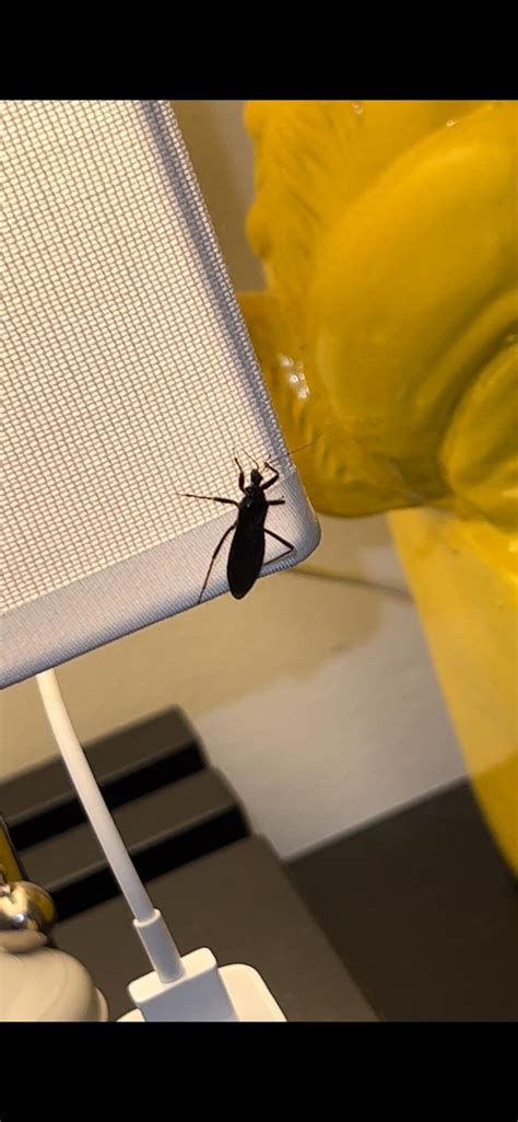 Image result for Cockroach Ontario