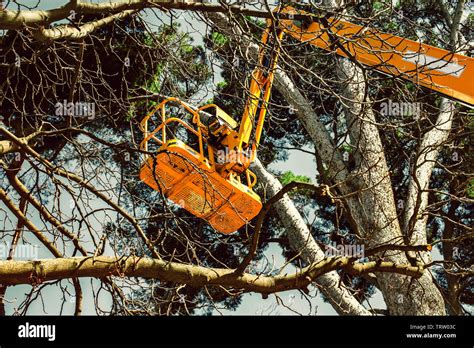 Image result for Tree Lift