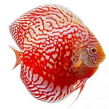 Image result for Discus Colors