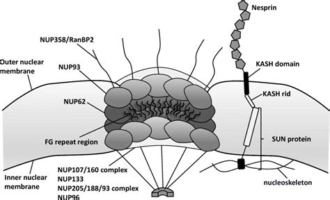 Image result for Nuclear Pore Complex Structure Simple