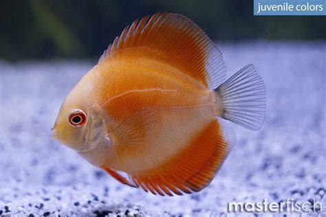 Image result for Golden Discus Fish
