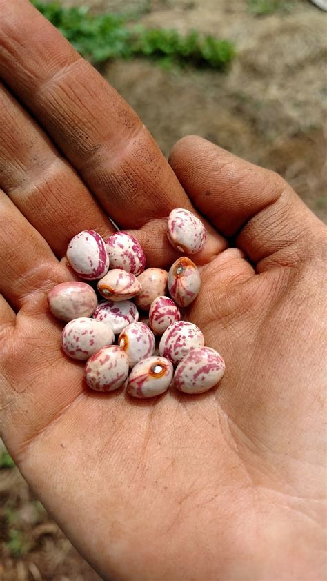 Image result for October Beans