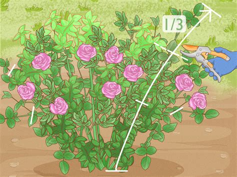 Image result for How to Prune Knockout Roses in Spring