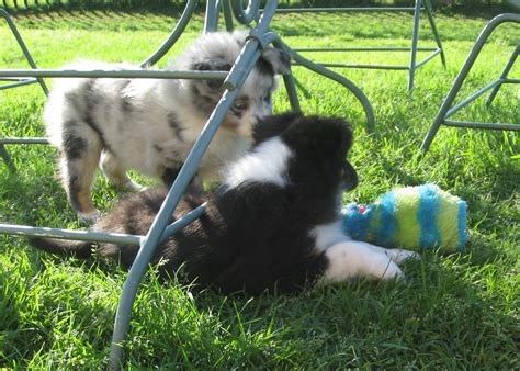 Image result for Sheltie Spring Pictures