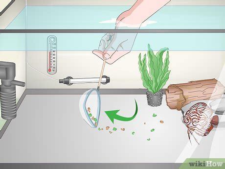 Image result for How to Keep Discus