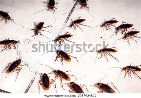 Image result for Cockroach Eating Food