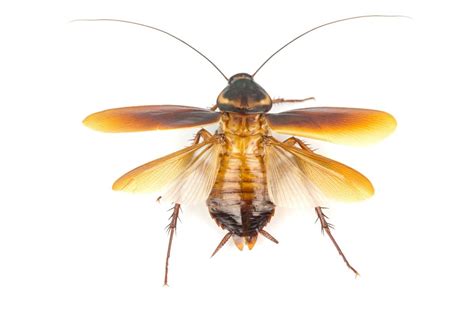 Image result for Cockroach Fly
