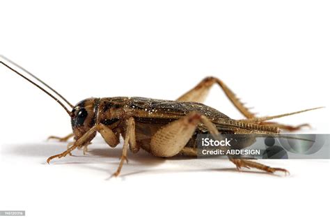 Image result for Cricket Side View Insect