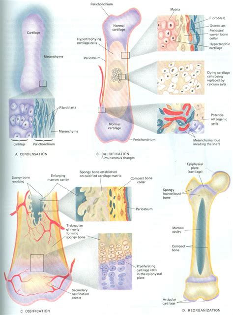 Image result for Different Types of Bone Formation
