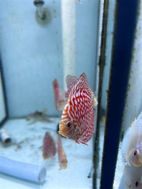 Image result for Red Rafflesia Discus