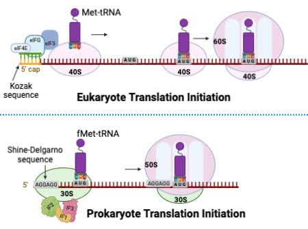 Image result for Translation Process Steps