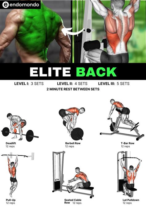 Image result for Back Workout for Definition