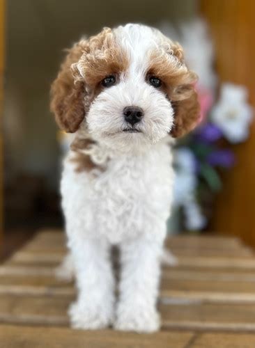 Image result for Red and White Cockapoo